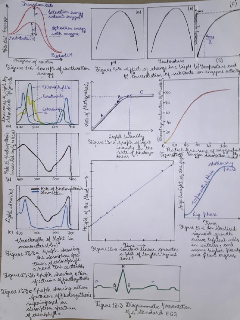 All NCERT Graphs | PDF