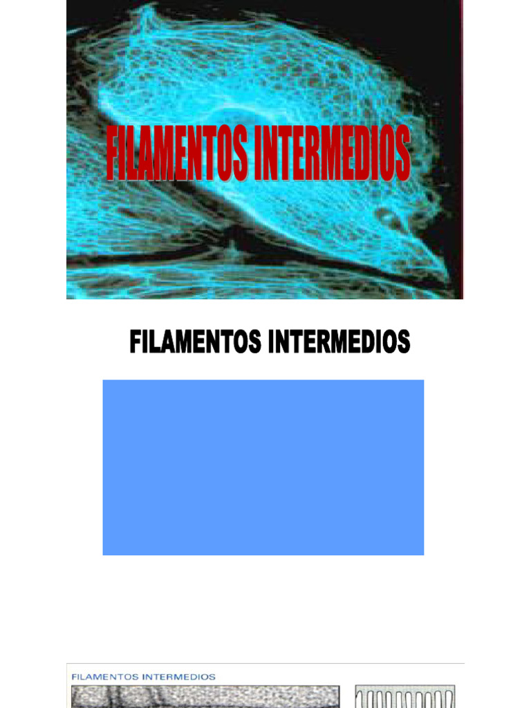 Filamentos Intermedios | PDF