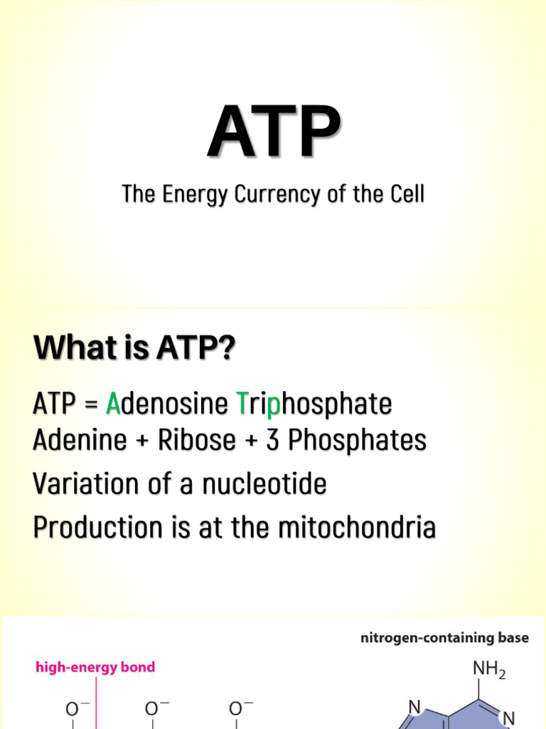 (Science) ATP and Mitochondria | PDF