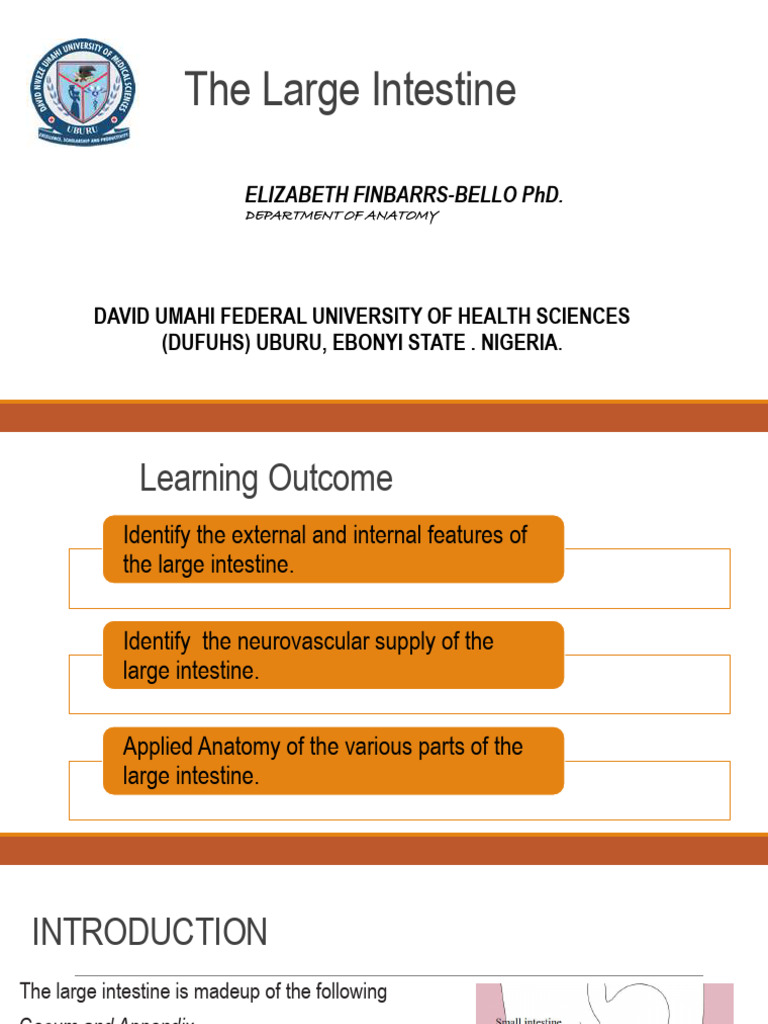 Large Intestine (Including Caecum, Colon and | PDF | Large Intestine ...