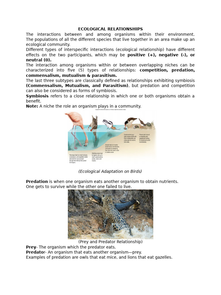 Ecological Relationships | PDF | Ecosystem | Predation