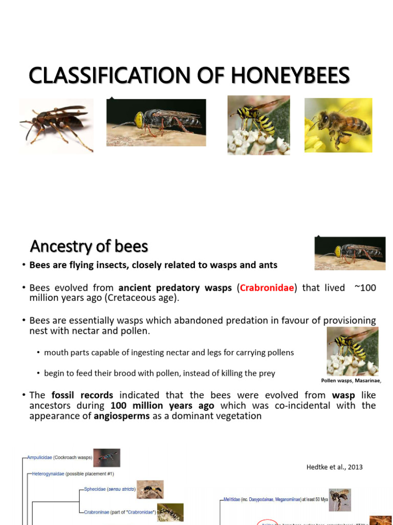 Classification of Bees | PDF | Honey Bee | Bees