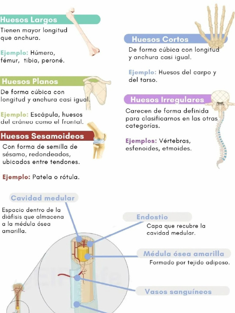 Tipos de huesos | PDF