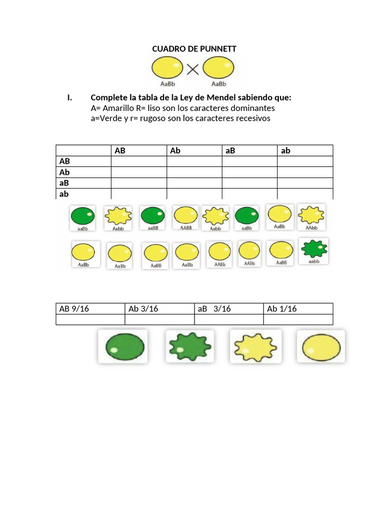 Cuadro de Punnett | PDF