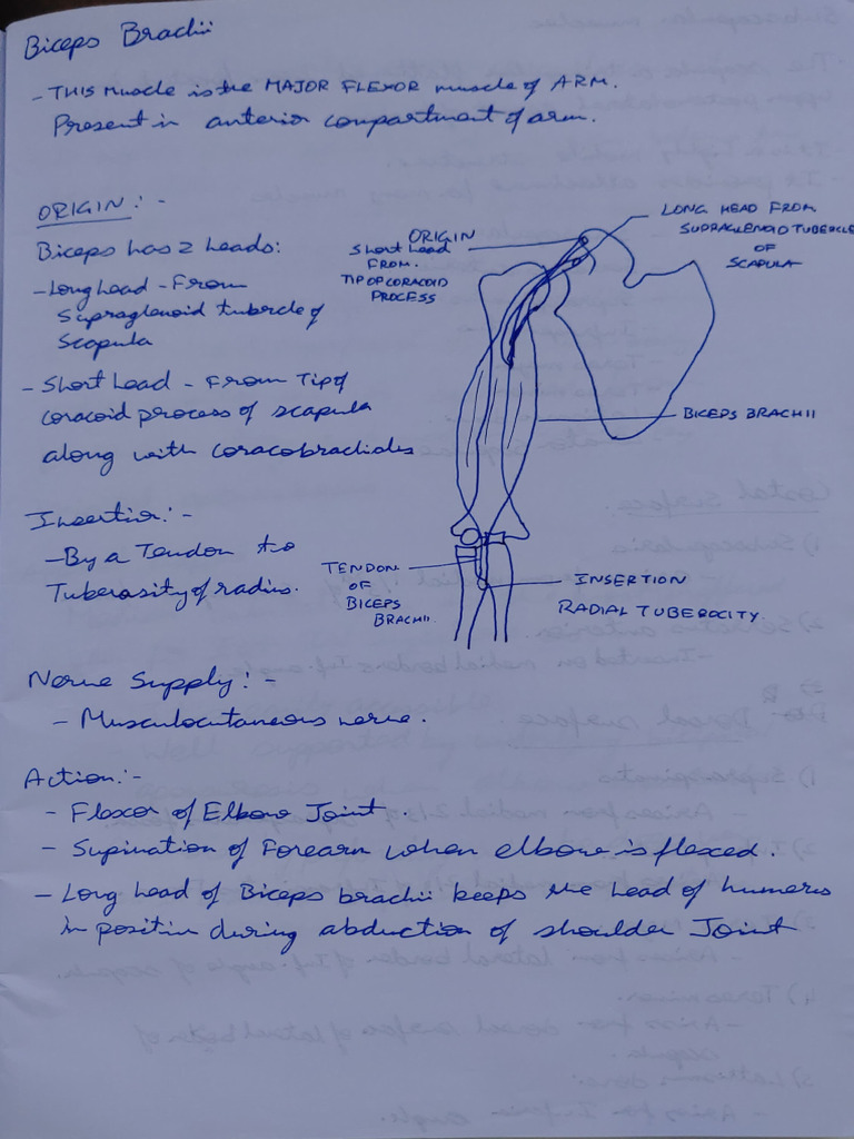 Biceps Brachii | PDF