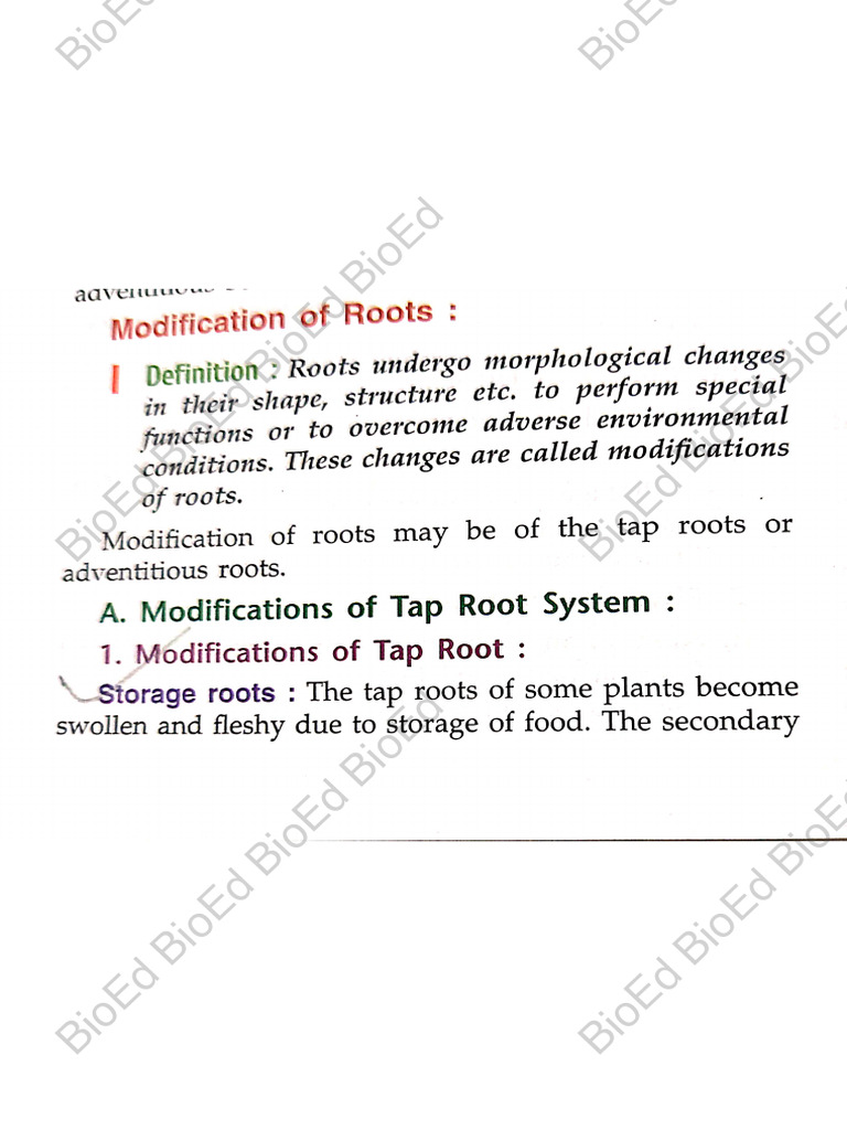 Modification of Root | PDF
