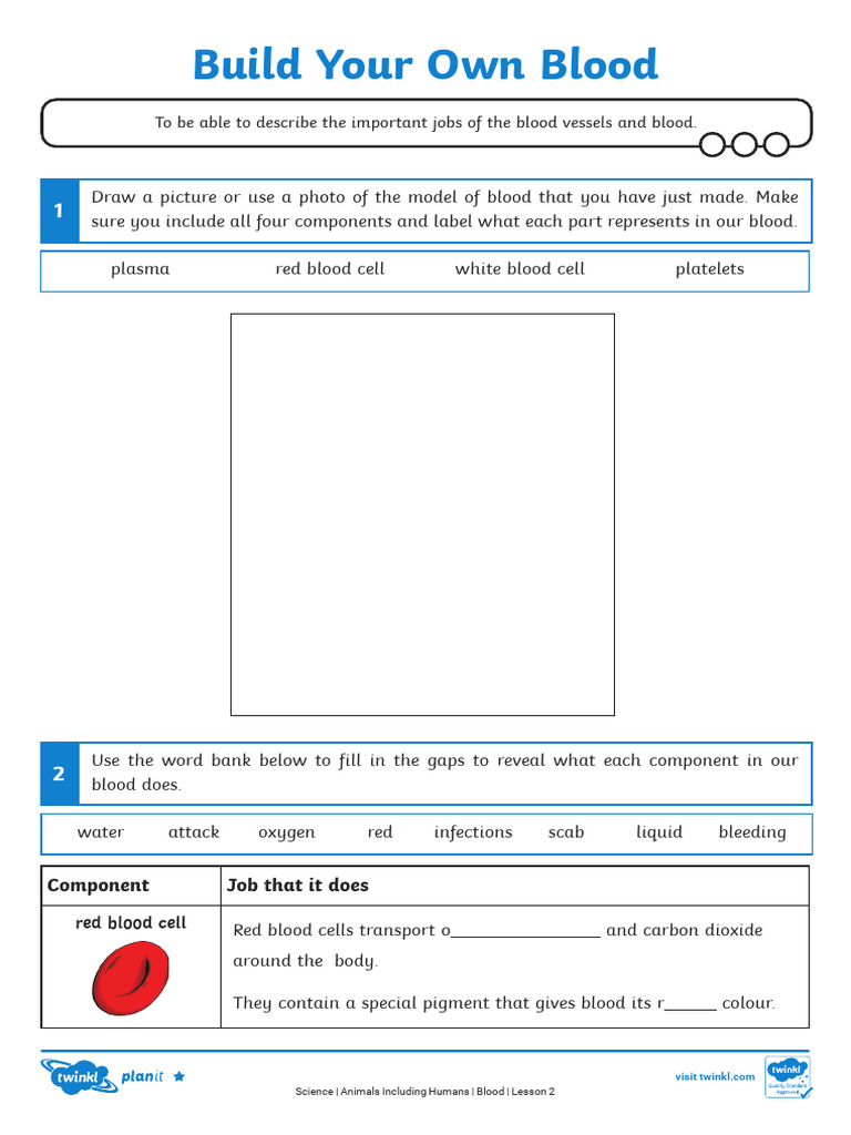 Build Your Own Blood Model Guide | PDF | Blood | Blood Cell