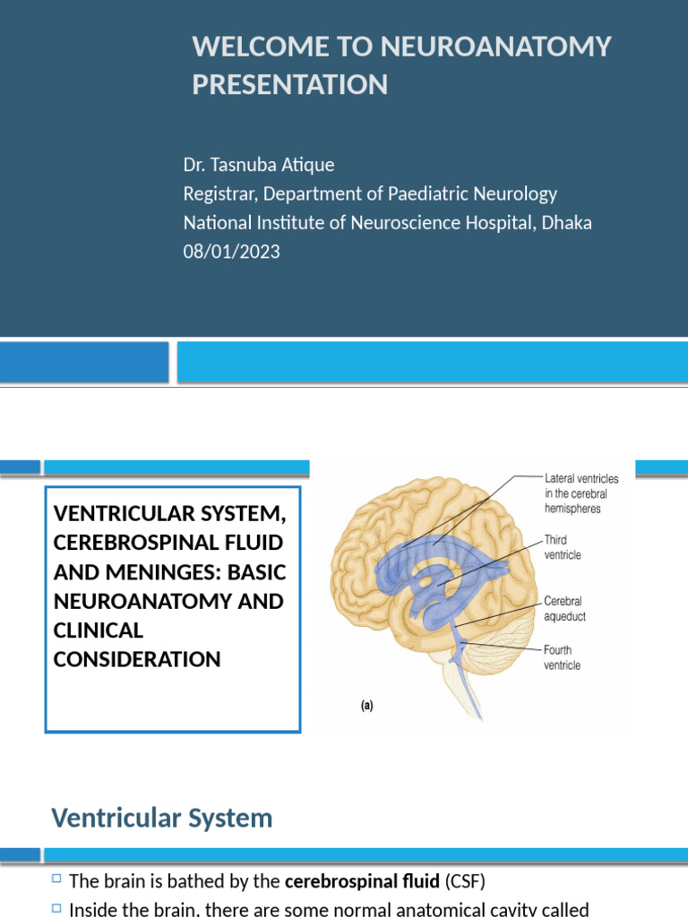 CSF, Meninges and Ventricular System | PDF | Cerebrospinal Fluid | Human Anatomy