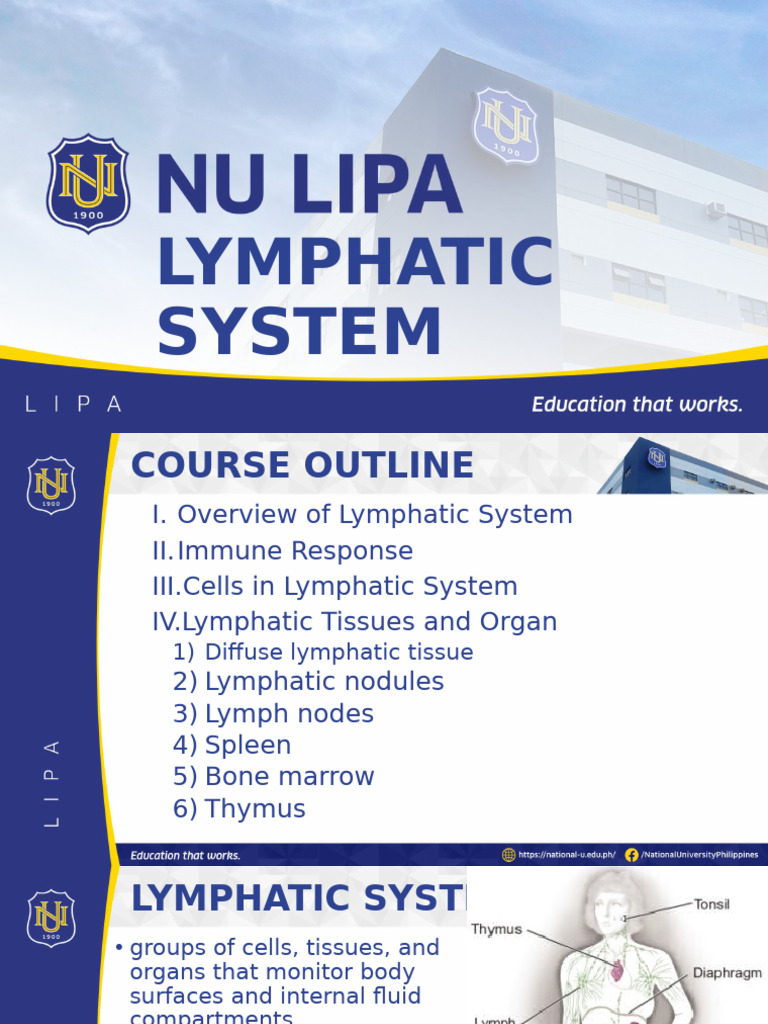 Lesson 6 Lymphatic System | PDF | Lymphatic System | Lymph Node