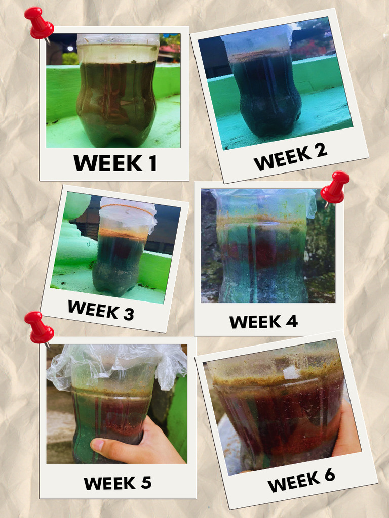 Winogradsky Column | PDF