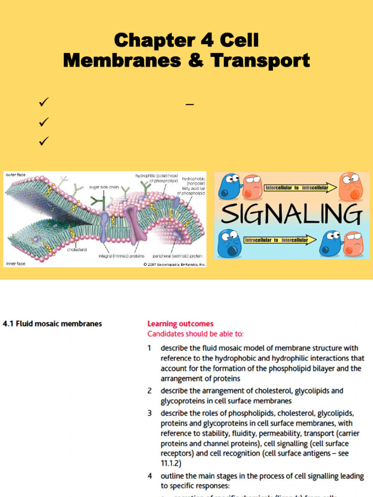 4.cell Membranes & Transport - Stu | PDF | Cell Membrane | Cell Signaling