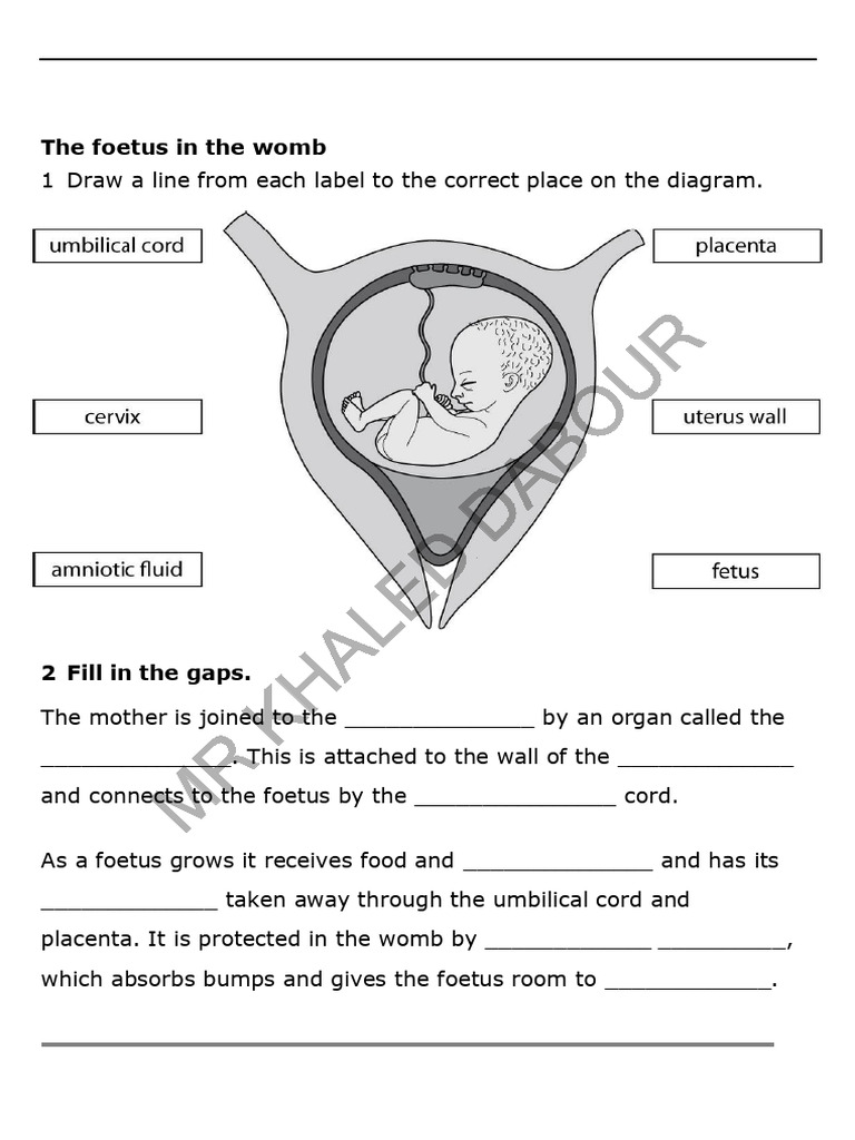Reproduction Worksheet 1113 Checkpoint Science | PDF | Fetus | Anatomy