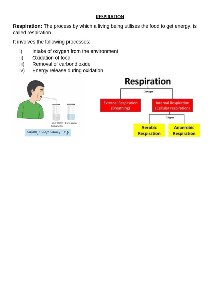 Aerobic and Anaerobic Respiration | PDF
