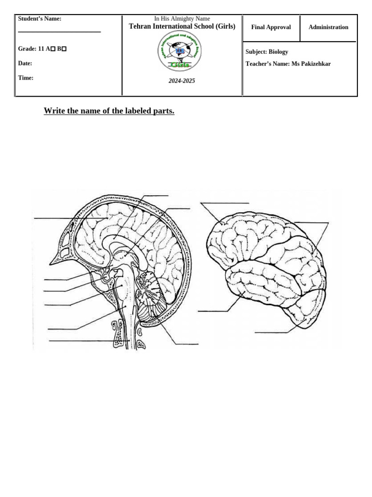 Grade 11 Worksheet | PDF