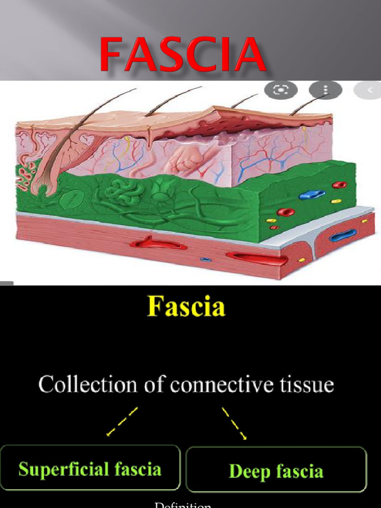 Deep Fascia: Structure and Functions | PDF