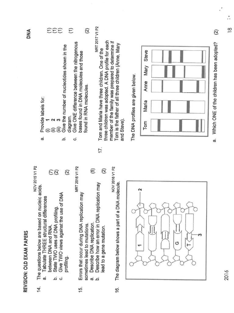 DNA & Protein Synthesis Past Paper Questions | PDF