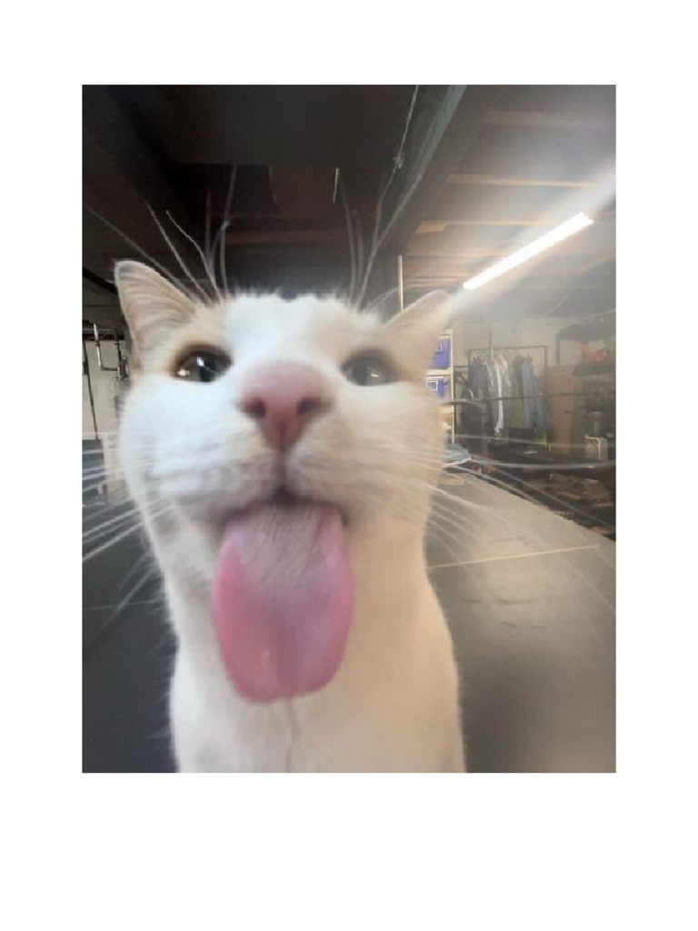 Cat | PDF