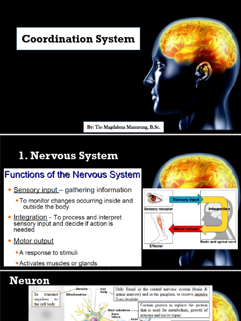 Coordination System Students' | PDF | Neuron | Nervous System