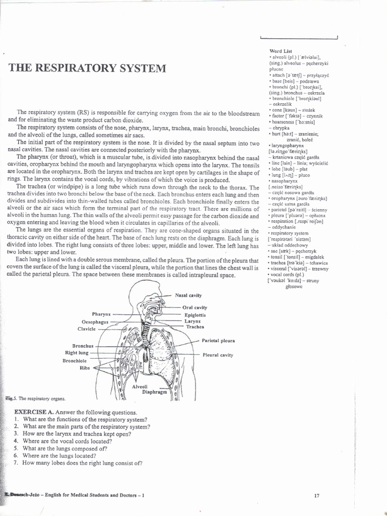 Respiratory System 6 | PDF