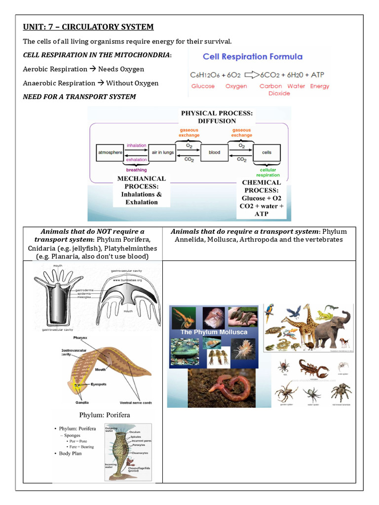 Unit 7 - Circulatory System | PDF | Diastole | Heart
