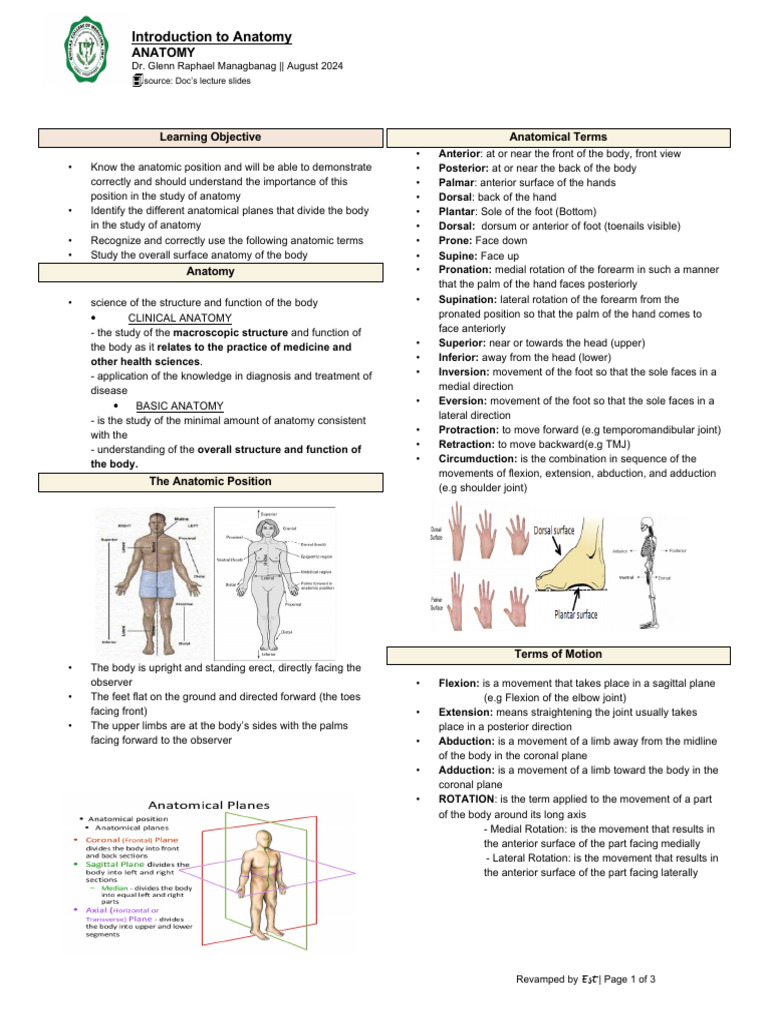 Anatomy Basics: Position, Terms, and Functions | PDF | Anatomical Terms ...