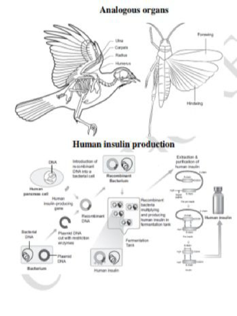 Zoology Practical Pics | PDF