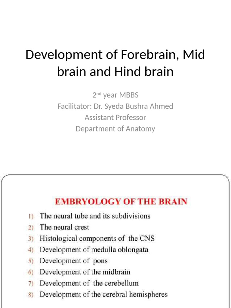 Forebrain, Midbrain, Hindbrain Development | PDF | Cerebral Cortex ...