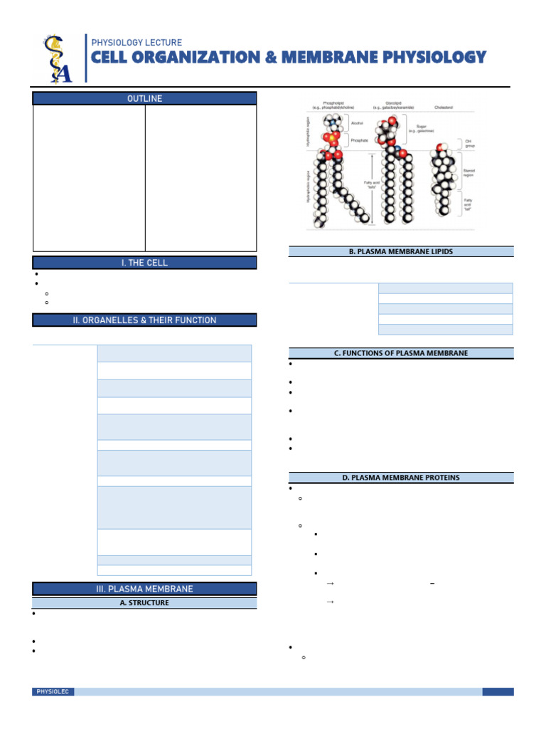 PHYS A S01 T01 Cell Organization and Membrane Physiology | PDF | Cell Membrane | Diffusion