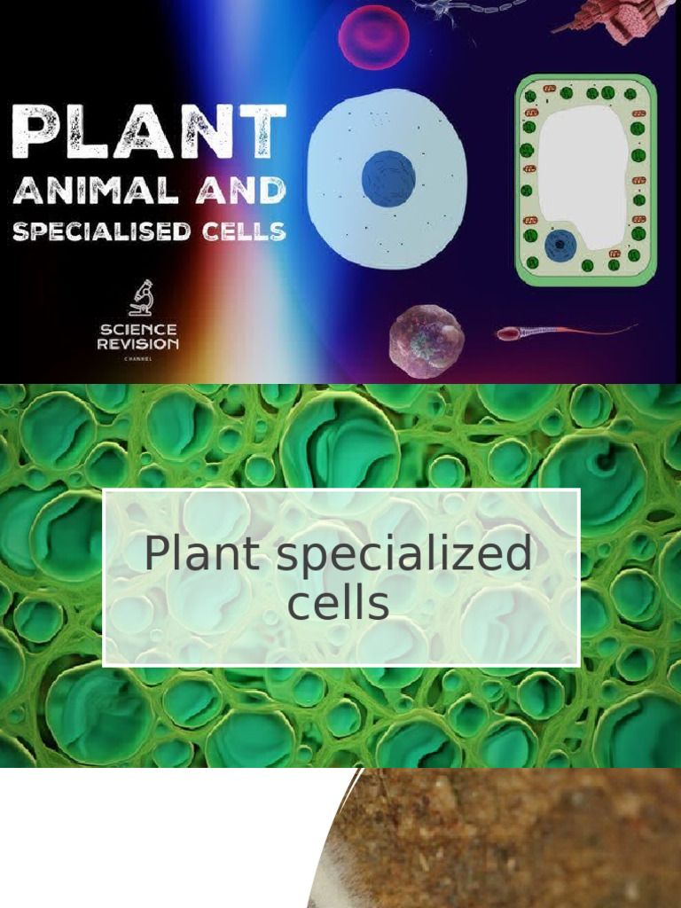 Specialized Plant and Animal Cells | PDF | Cell (Biology) | Root