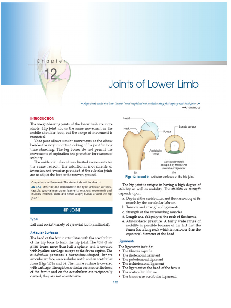 Lower Limb Joints and Arches of Foot | PDF | Knee | Hip