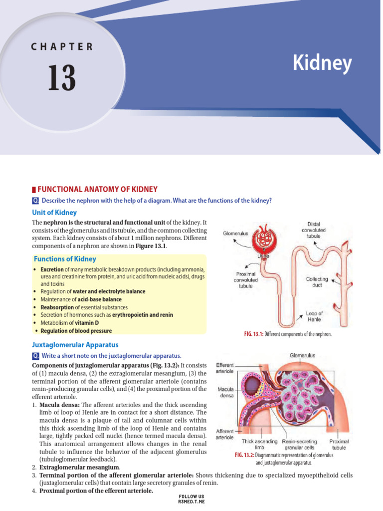 Kidney Anatomy and Function Overview | PDF | Angiotensin | Creatinine