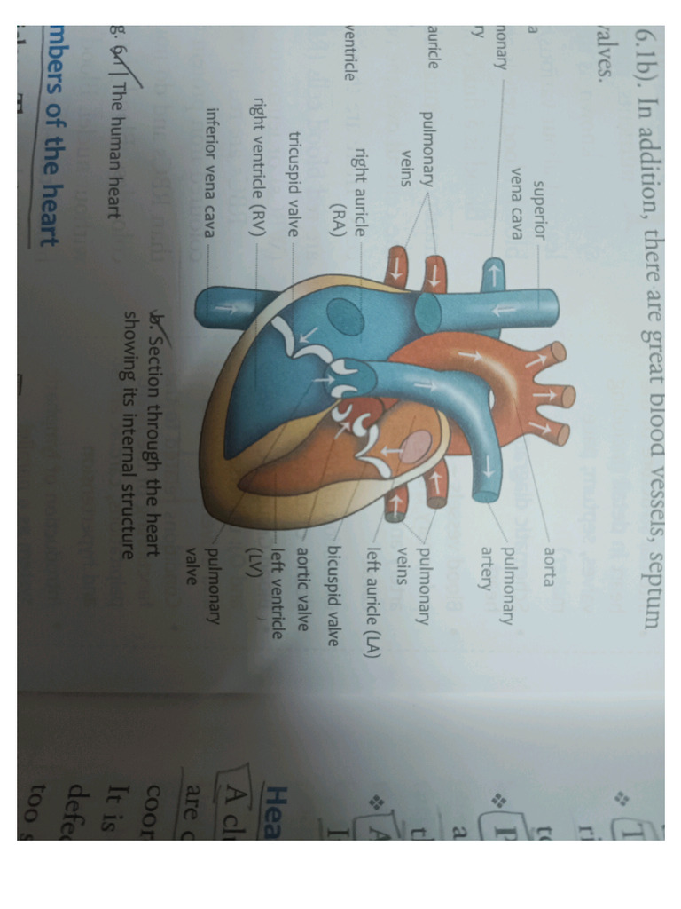 Biology Animal and Plant Cell. and Heart Diagrams | PDF