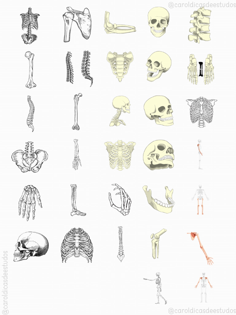 Anatomia 240829 202000 | PDF