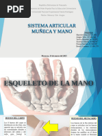 Huesos y articulaciones de la muñeca | PDF | Mano | Extremidades (anatomía)
