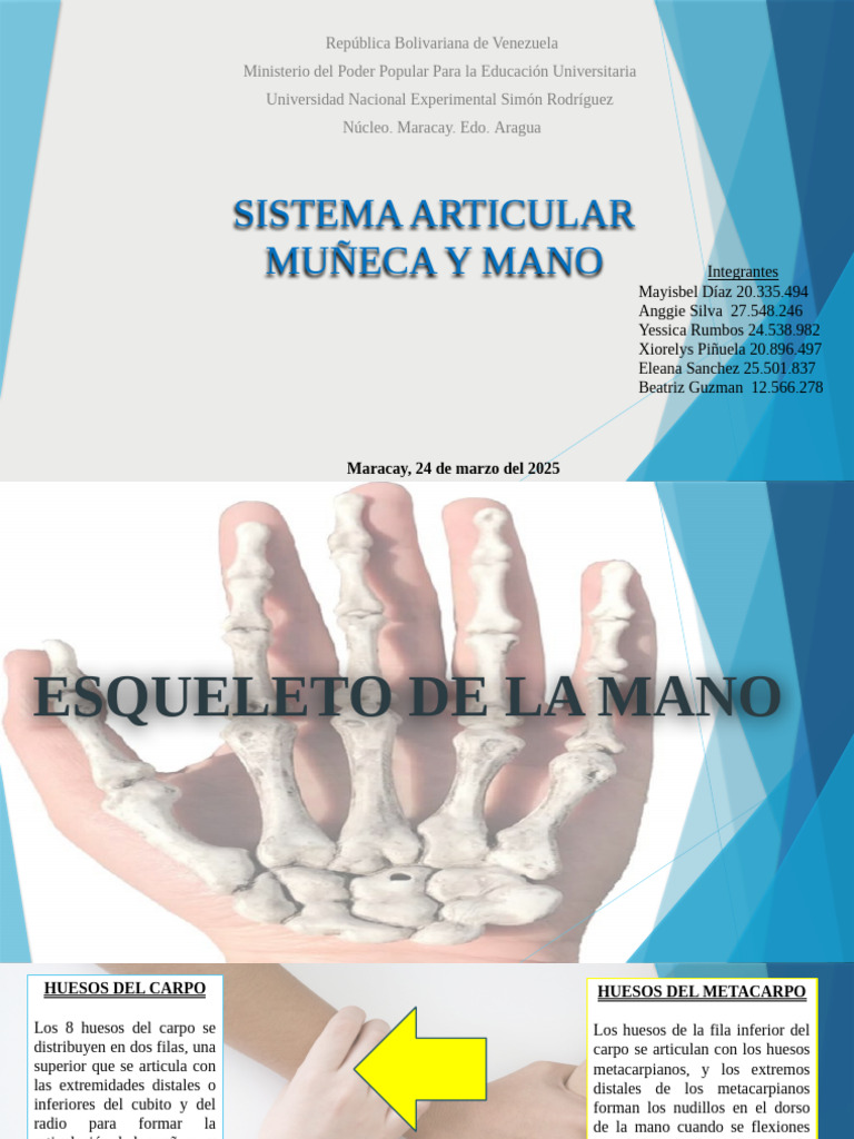 Muñeca y Mano | PDF | Mano | Articulación