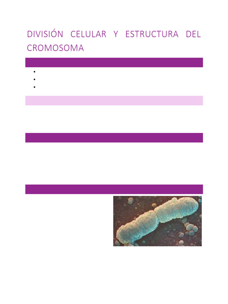 División Celular y Estructura Del Cromosoma | PDF | Mitosis | Mitosis