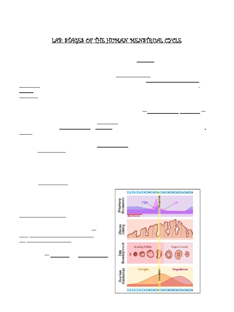 Menstrual Cycle Lab CORE 2018 | PDF | Menstrual Cycle | Ovary