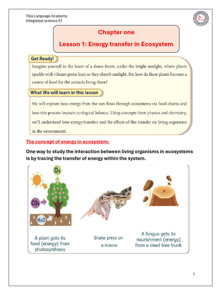 s1 Science T2 Booklet | PDF | Food Web | Photosynthesis