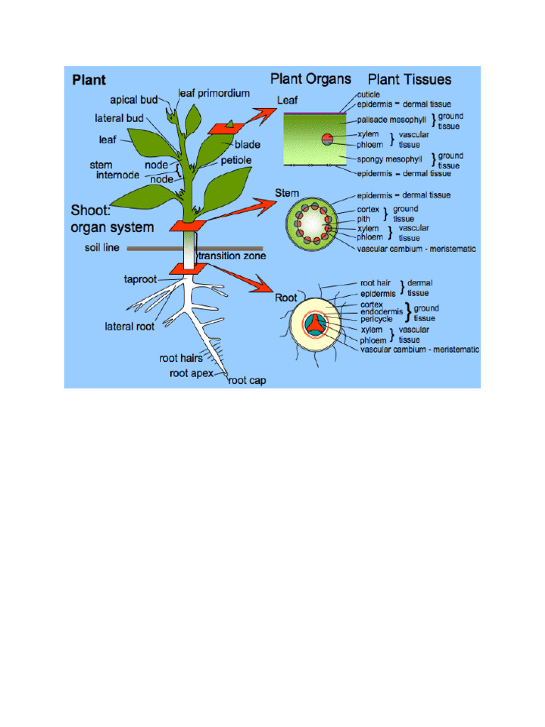 Plant Tissue | PDF