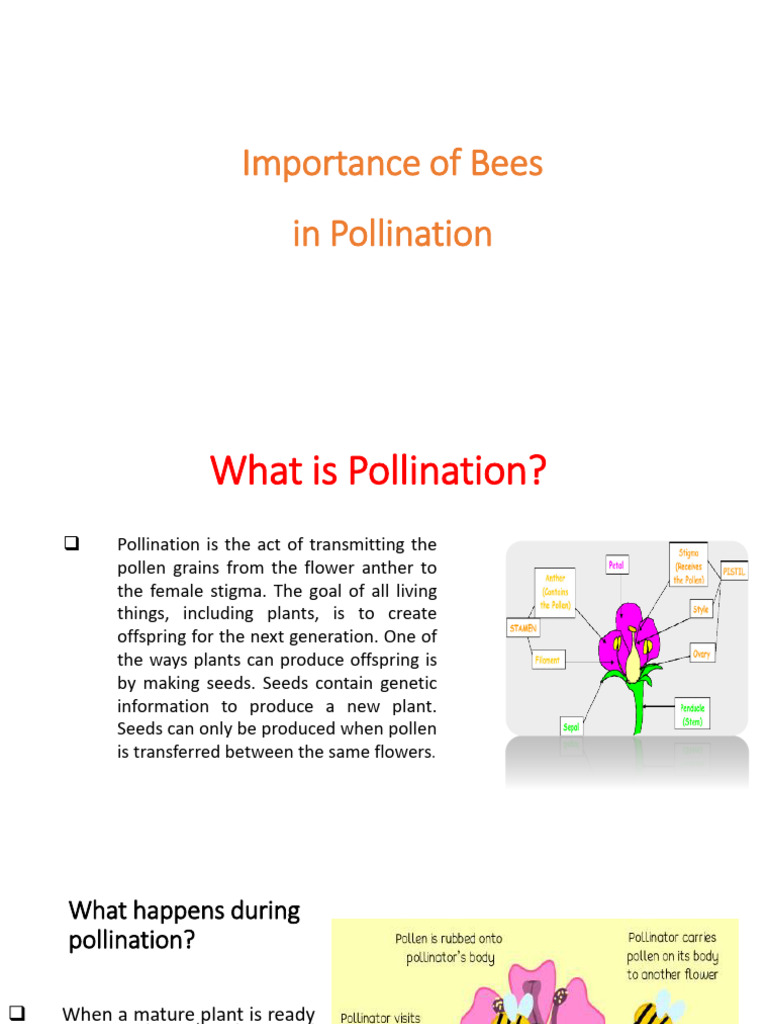 1588404329 Lecture 22a Importance of Bees in Pollination | PDF ...
