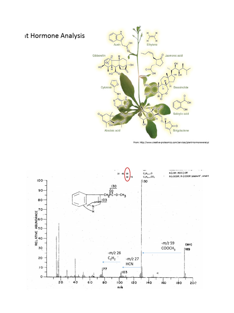 LEC8 - Plant Hormone Analysis | PDF