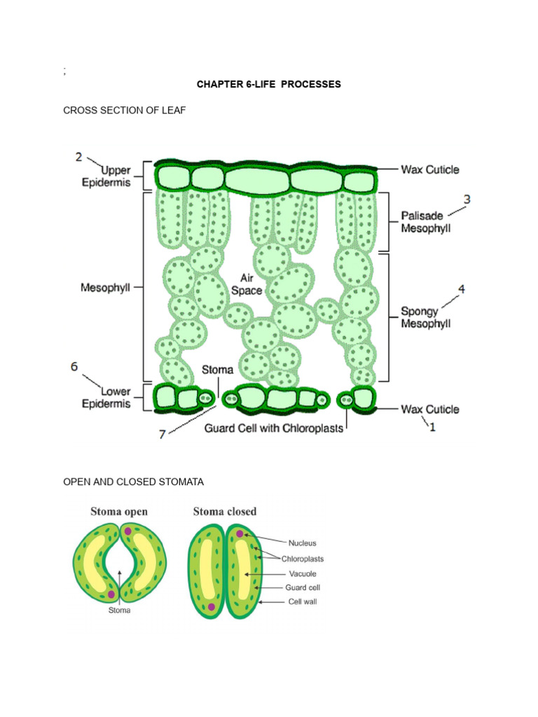Life Processes Diagrams for Class 10 | PDF