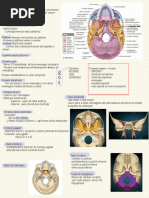 Forames Do Crânio | PDF | Anatomia humana | Anatomia dos primatas