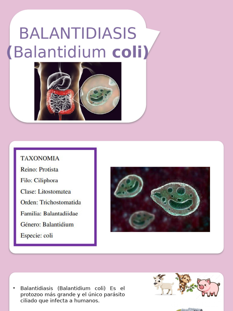 Balantidium Coli. | PDF | Enfermedades y trastornos | Microbiología