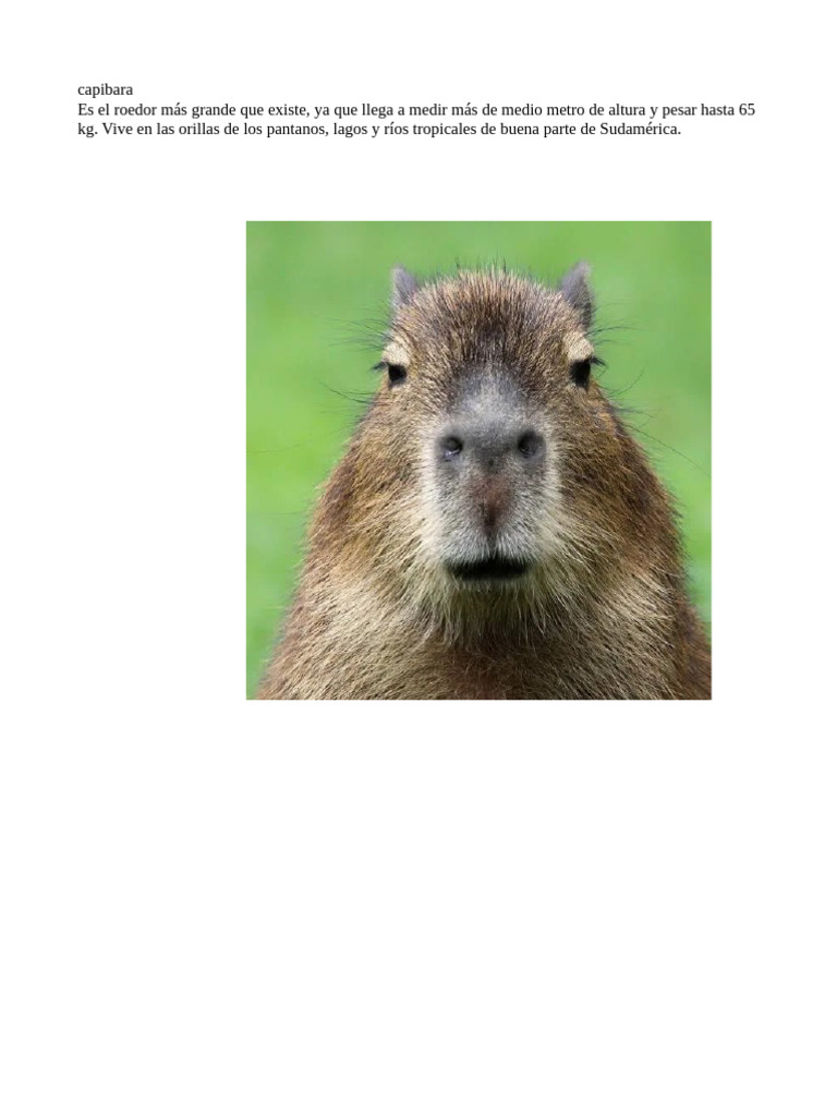 Capibara | PDF