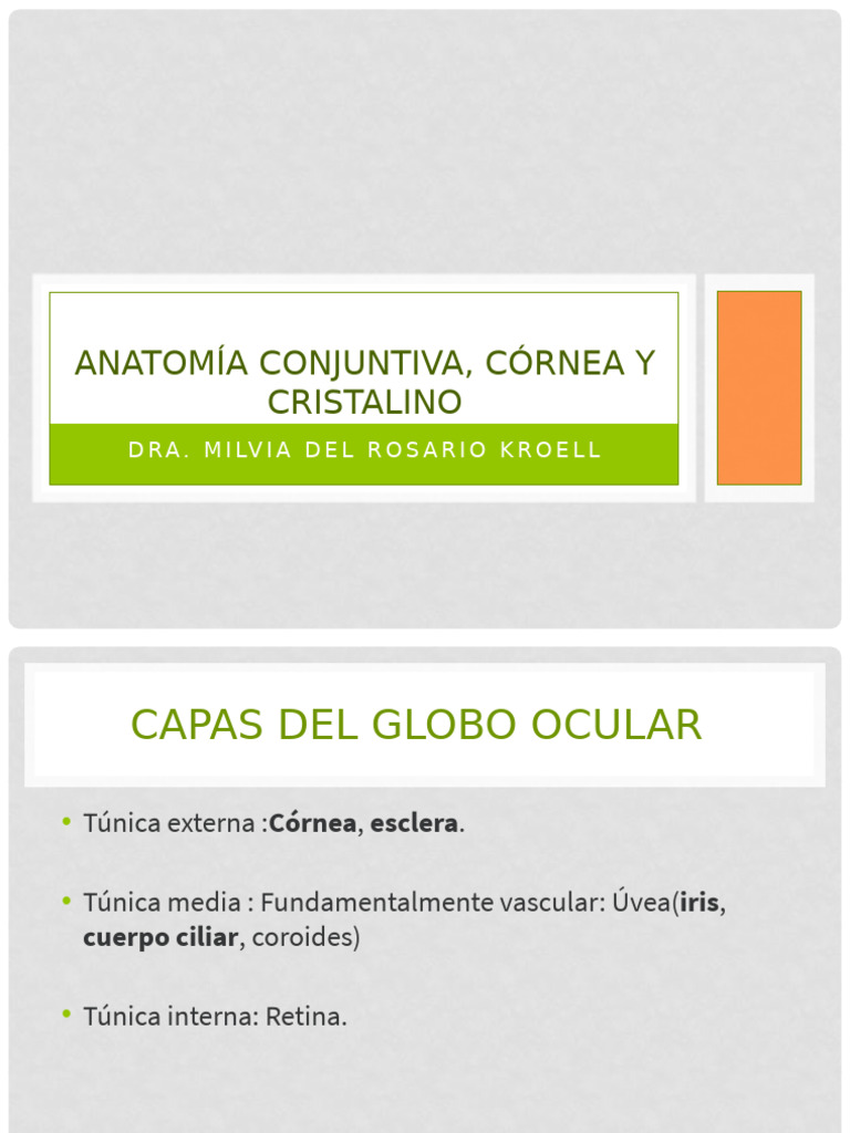 Cornea y Esclera | PDF | Córnea | Epitelio