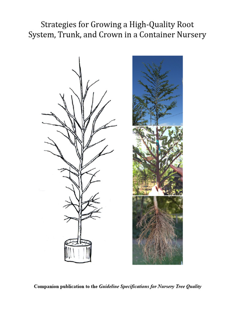 BMP Container Production | PDF | Pruning | Trees