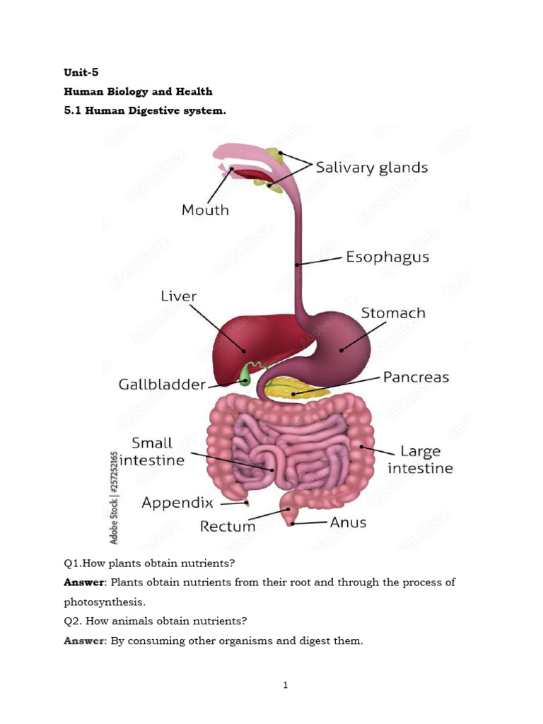Grade 10 Unit 5 Human Biology | PDF | Heart Valve | Lymphatic System