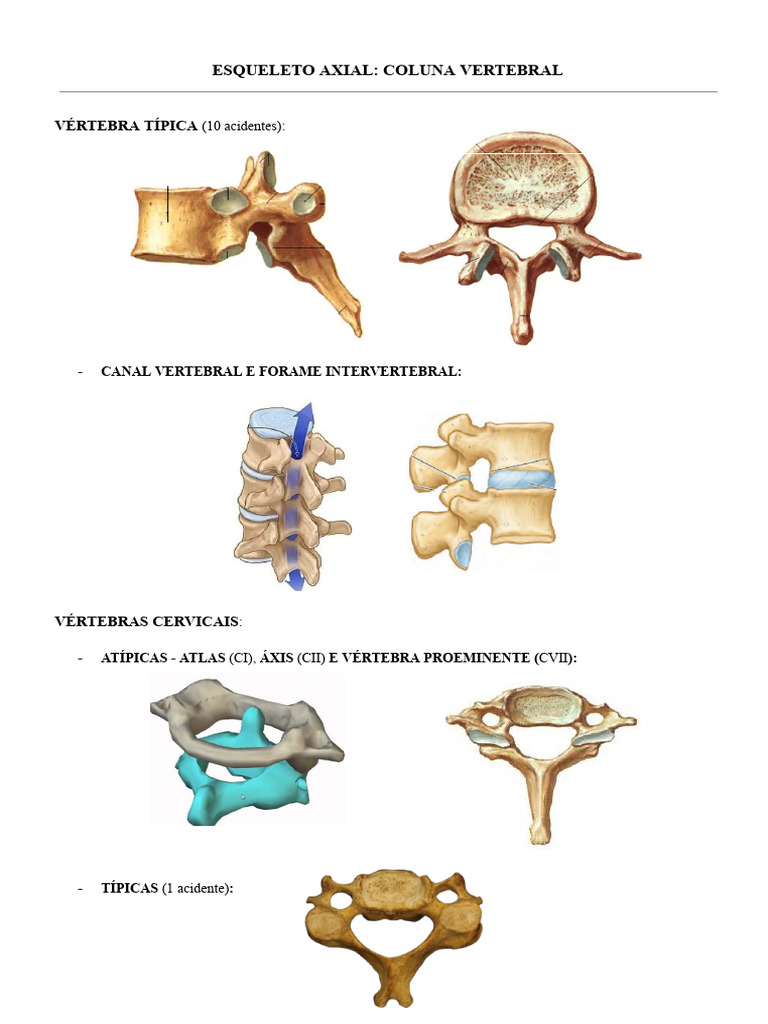 Esqueleto Axial - Coluna Vertebral | PDF