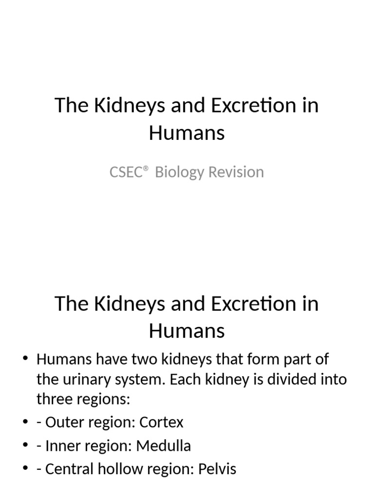 Kidneys and Excretion Presentation | PDF